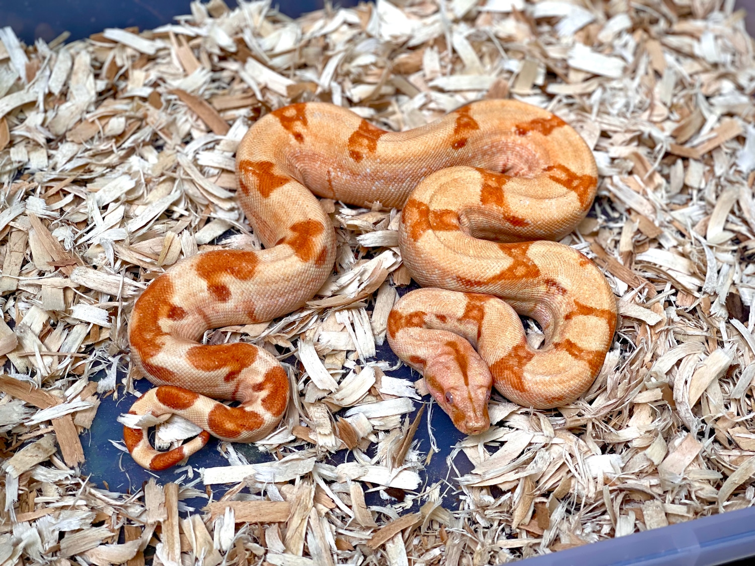 Pastel Flamingo Super Sunglow Jungle Boa Constrictor by Adam Chesla ...