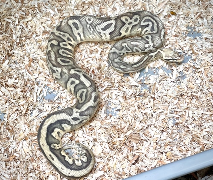 Black Head Pastel Clown Poss Leopard & Enchi Ball Python by Adam Chesla ...