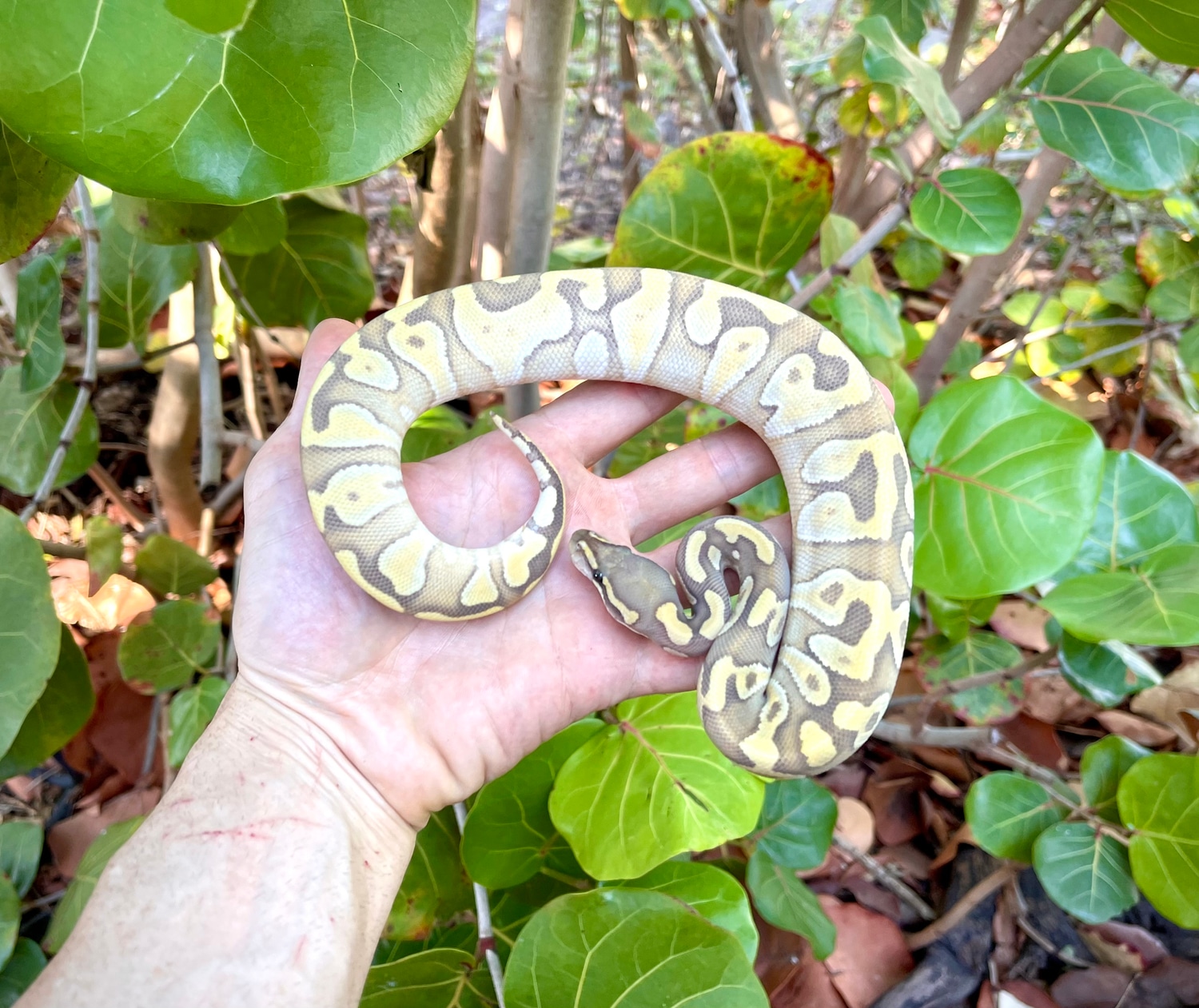 Hypo Mojave Enchi Ball Python by Adam Chesla Reptiles - MorphMarket