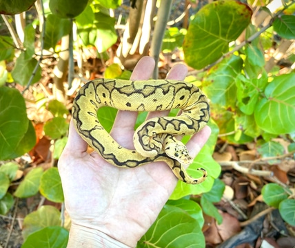 Pastel Zebra Ball Python by Adam Chesla Reptiles - MorphMarket