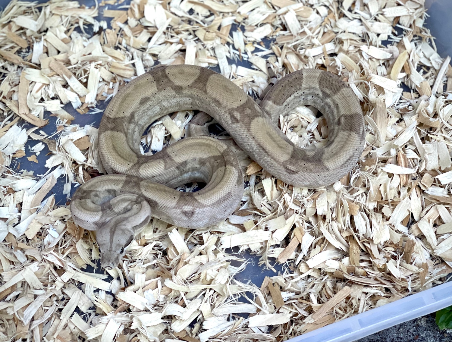 Ghost Jungle Poss Key West Boa Constrictor by Adam Chesla Reptiles ...