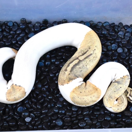 VPI Axanthic Spotnose Leopard Ball Python by Adam Chesla Reptiles ...