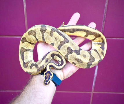 VPI AXANTHIC PIED POSS LEOPARD - Proven Breeder! Ball Python by Adam ...
