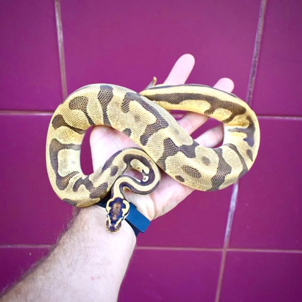 VPI AXANTHIC PIED POSS LEOPARD - Proven Breeder! Ball Python by Adam ...