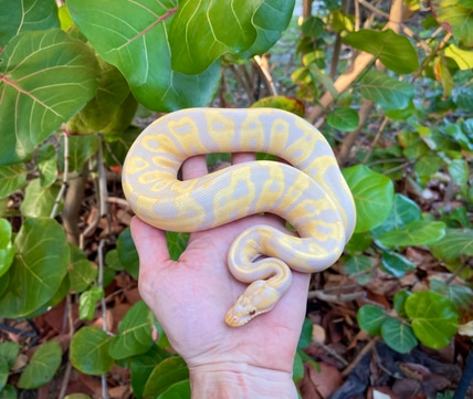 Clown Mahogany Leopard Ball Python by Adam Chesla Reptiles - MorphMarket
