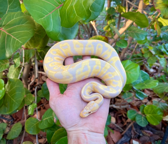 Candino Leopard Ball Python by Adam Chesla Reptiles