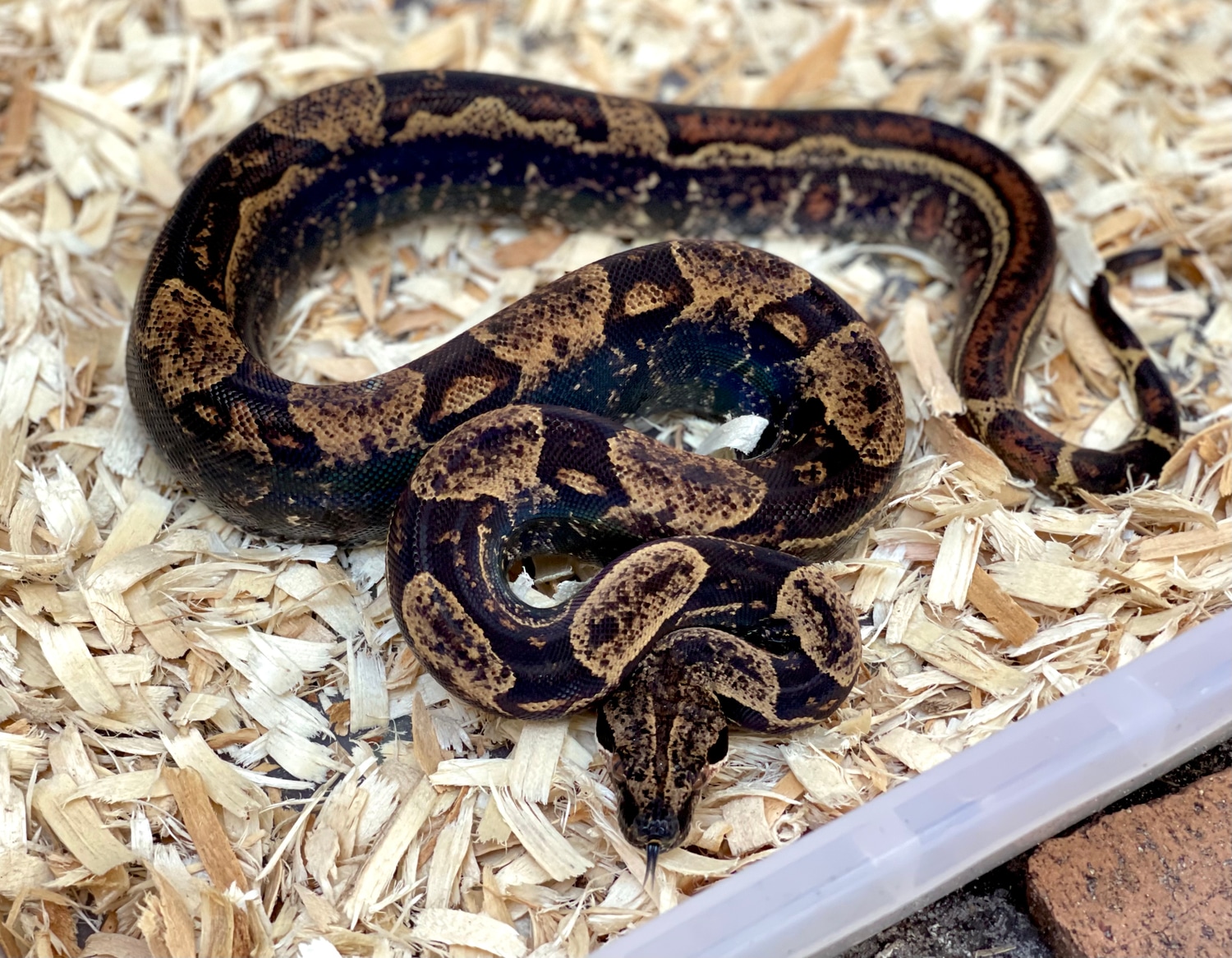 IMG Hypo Jungle 100% Het VPI T+ Sunglow Boa Constrictor by Adam Chesla ...