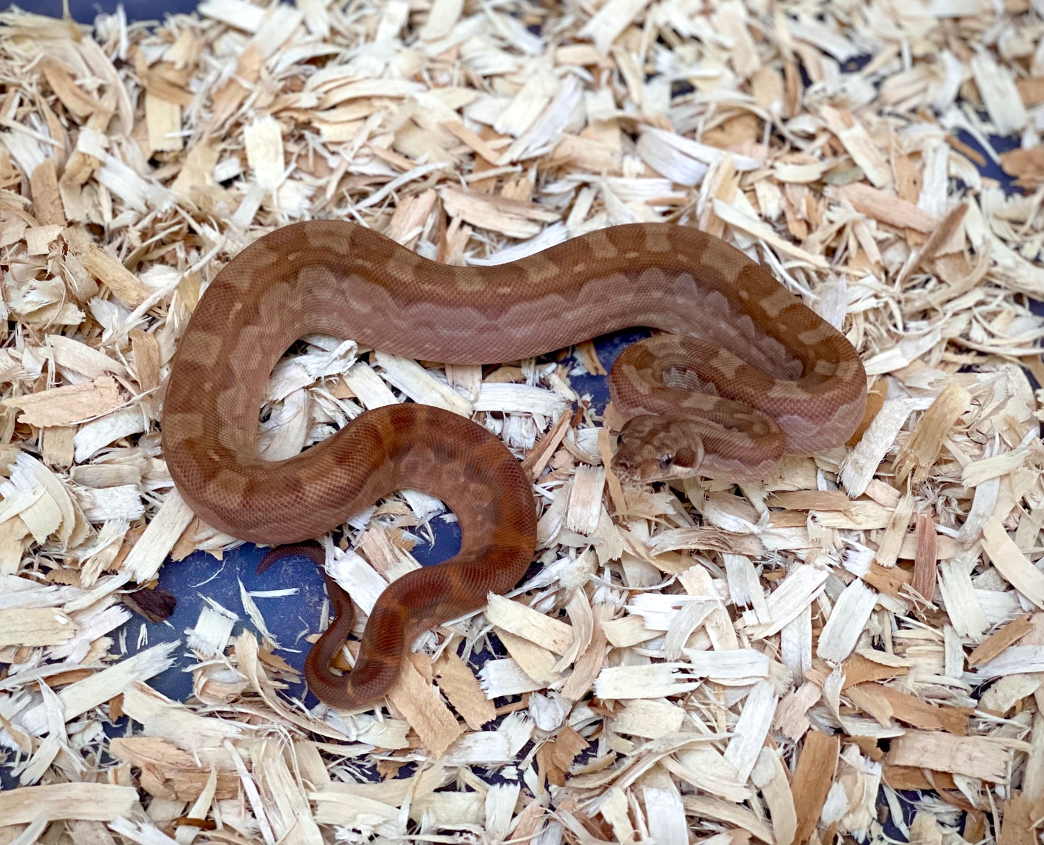 Ca T+ Aztec Motley Boa Constrictor by Adam Chesla Reptiles - MorphMarket
