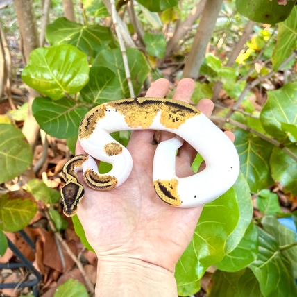 VPI AXANTHIC PIED POSS LEOPARD - Proven Breeder! Ball Python by Adam ...