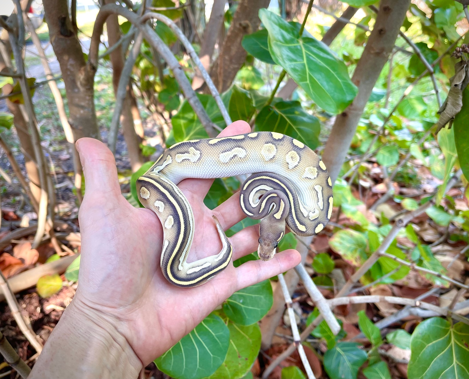 Hypo Blackhead Huffman Butter Ball Python by Adam Chesla Reptiles ...