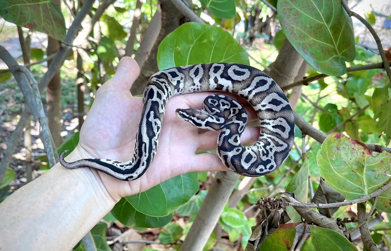 VPI Axanthic Fire/Vanilla Leopard Pastel Ball Python by Adam Chesla ...