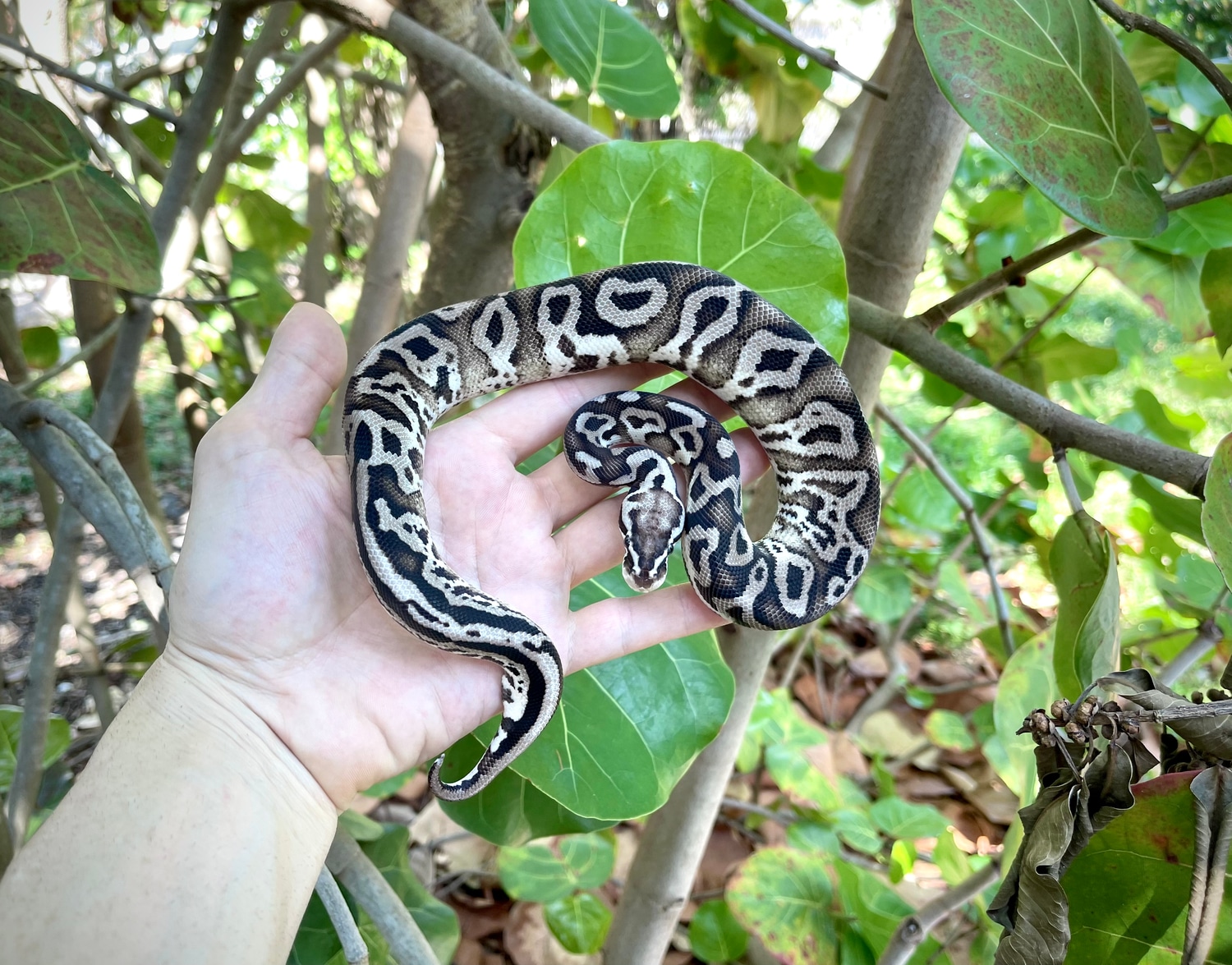 VPI Axanthic Fire/Vanilla Leopard Pastel Ball Python by Adam Chesla ...