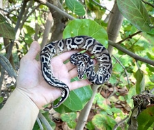 VPI Axanthic Fire/Vanilla Leopard Pastel Ball Python by Adam Chesla ...