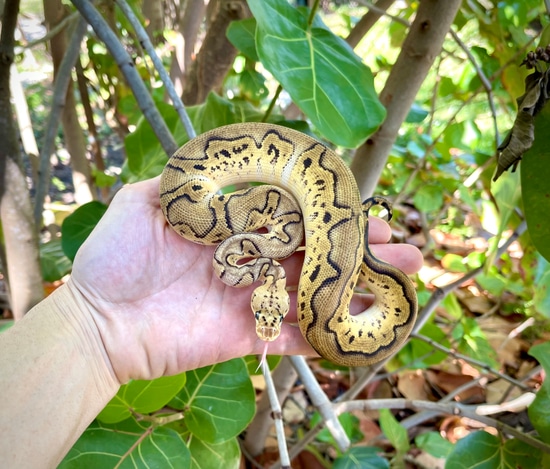 Black Head Pastel Clown Poss Leopard & Enchi Ball Python by Adam Chesla ...