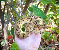 Black Head Pastel Clown Poss Leopard & Enchi Ball Python by Adam Chesla ...