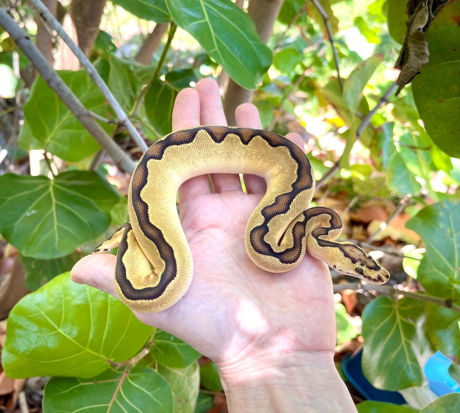 OD Vanilla Enchi Clown Ball Python by Adam Chesla Reptiles - MorphMarket