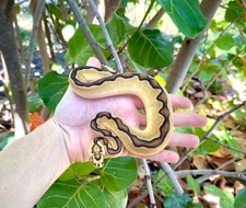 OD Vanilla Enchi Clown Ball Python by Adam Chesla Reptiles - MorphMarket