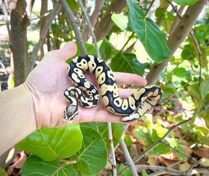 Vpi Axanthic Spotnose Ball Python by Adam Chesla Reptiles - MorphMarket