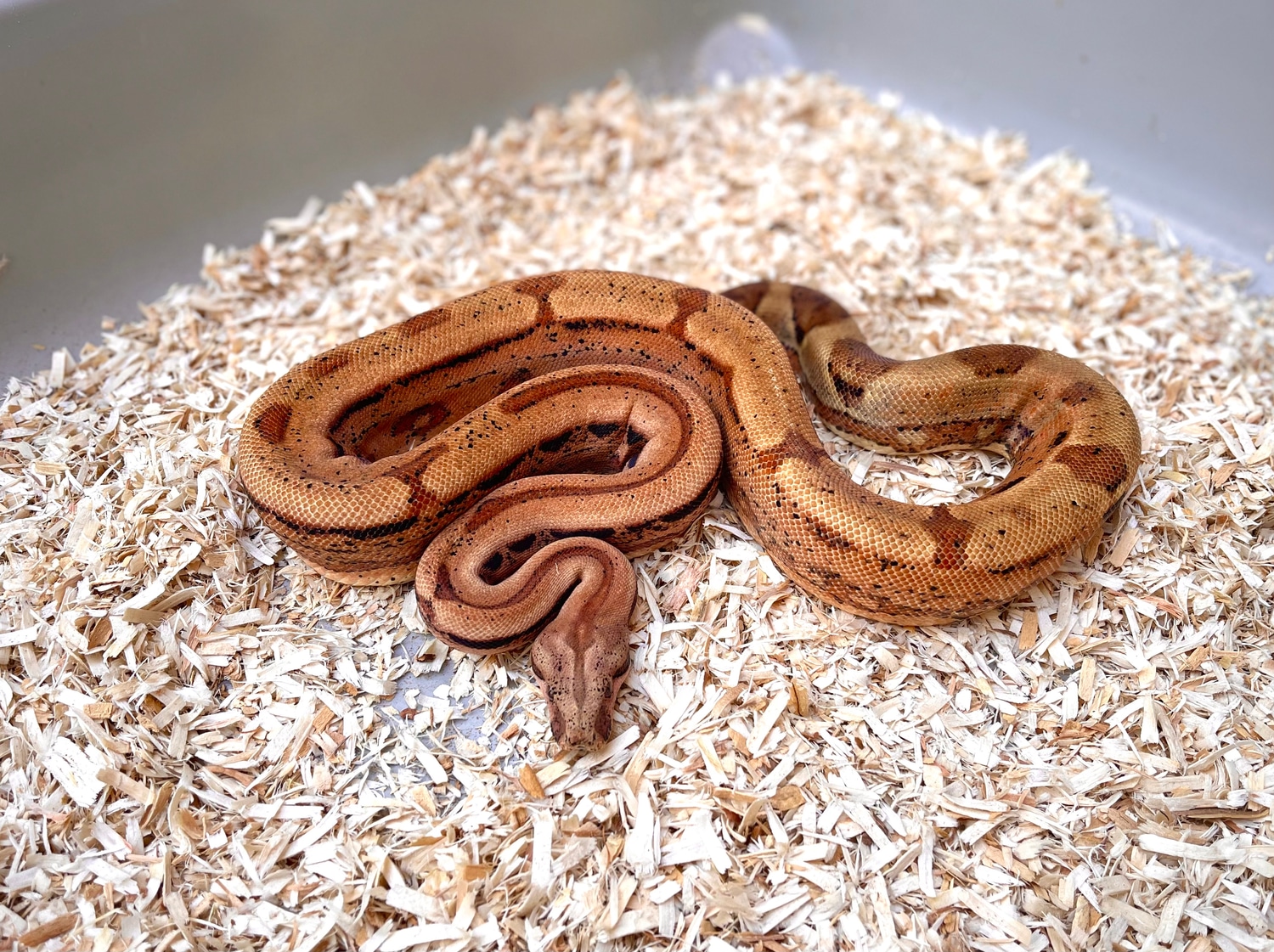 Pastel Dream Hypo Arabesque Jungle Poss Het Sunglow Boa Constrictor by ...