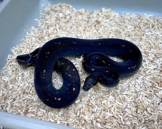 IMG 100% Het BEA(Black Devil) Boa Constrictor by Adam Chesla Reptiles