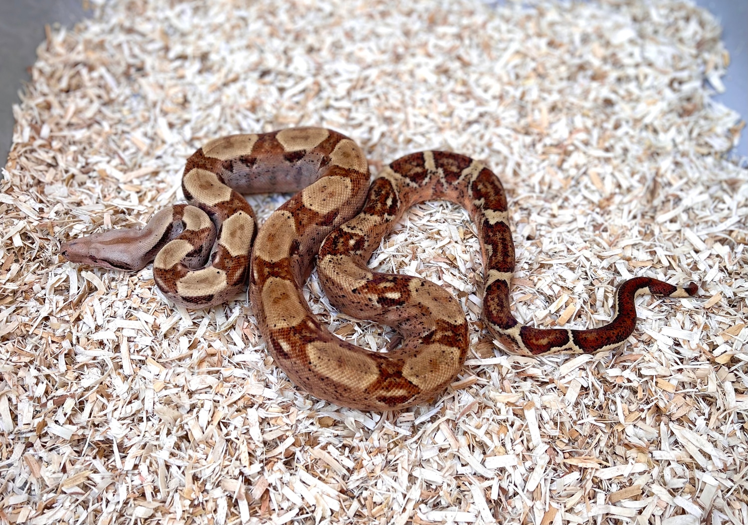 Hypo Kubsch Pastel Raptor Kraken 100% Het Sunglow Boa Constrictor by ...