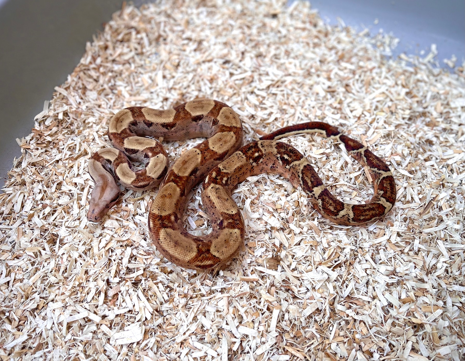 Hypo Kubsch Pastel Raptor Kraken 100% Het Sunglow Boa Constrictor by ...
