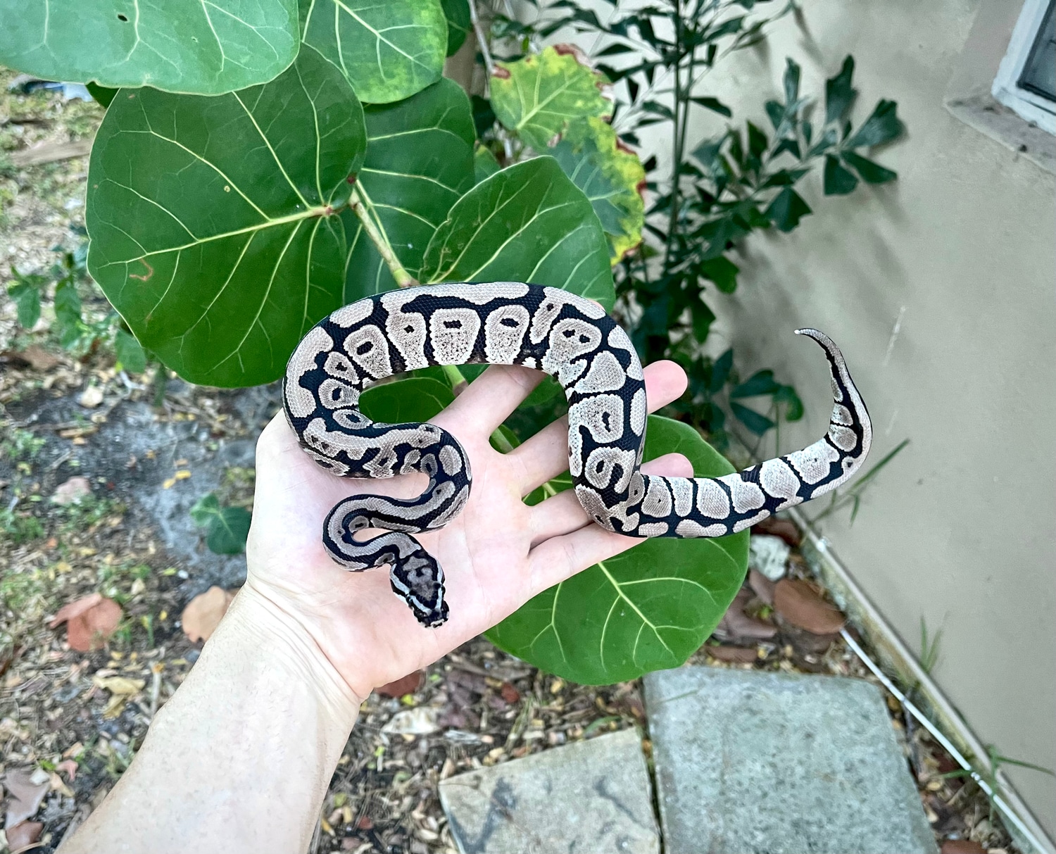Vpi Axanthic Spotnose Ball Python by Adam Chesla Reptiles - MorphMarket