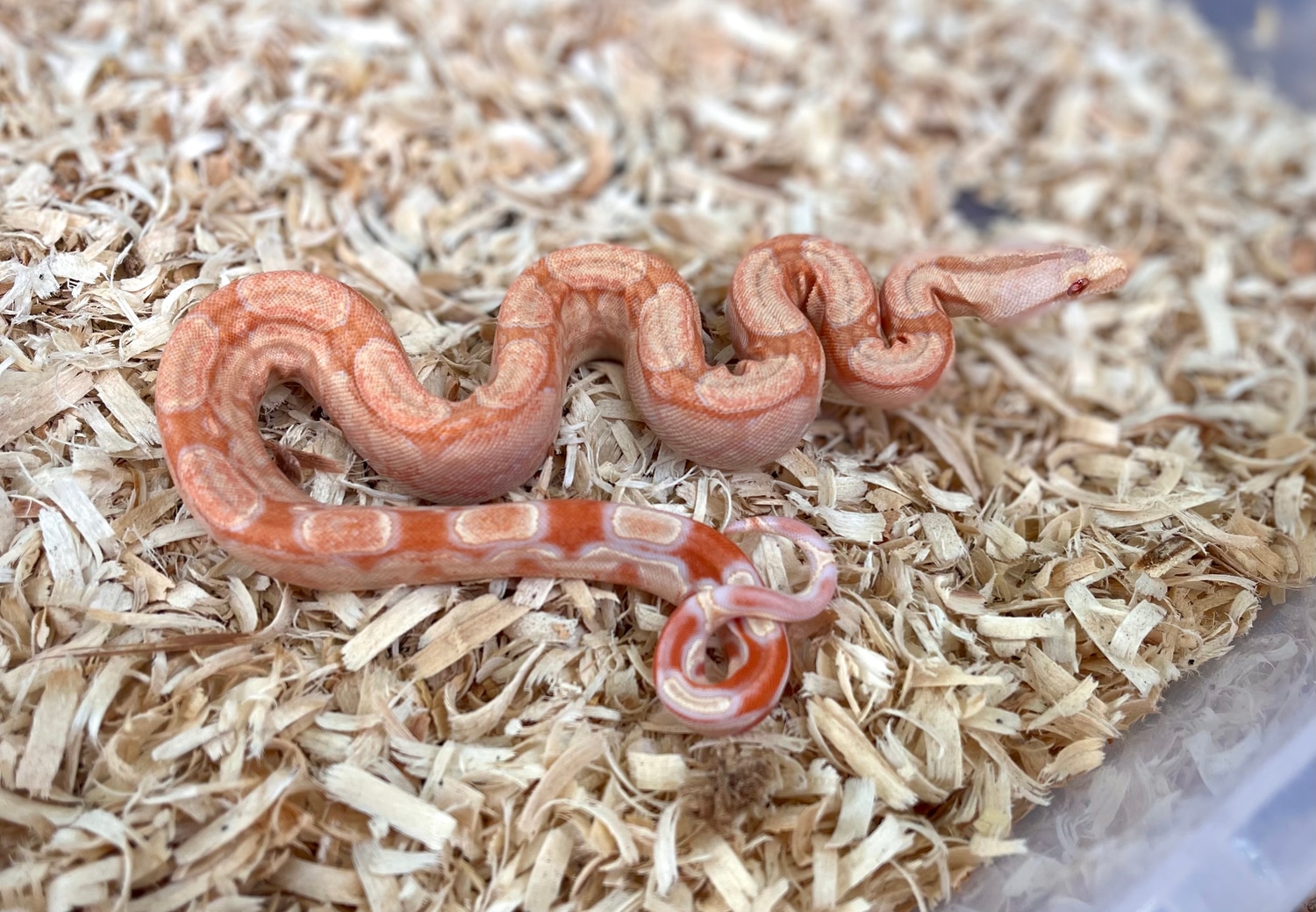 IMG RLT Jungle Pastel Flamingo Albino -High Quality! Boa Constrictor by ...