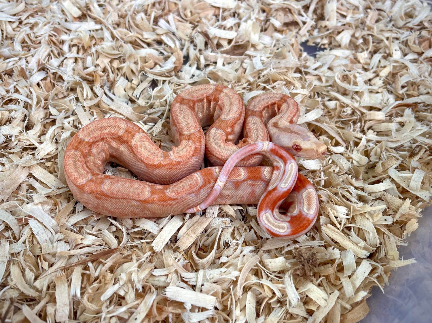 IMG RLT Jungle Pastel Flamingo Albino -High Quality! Boa Constrictor by ...