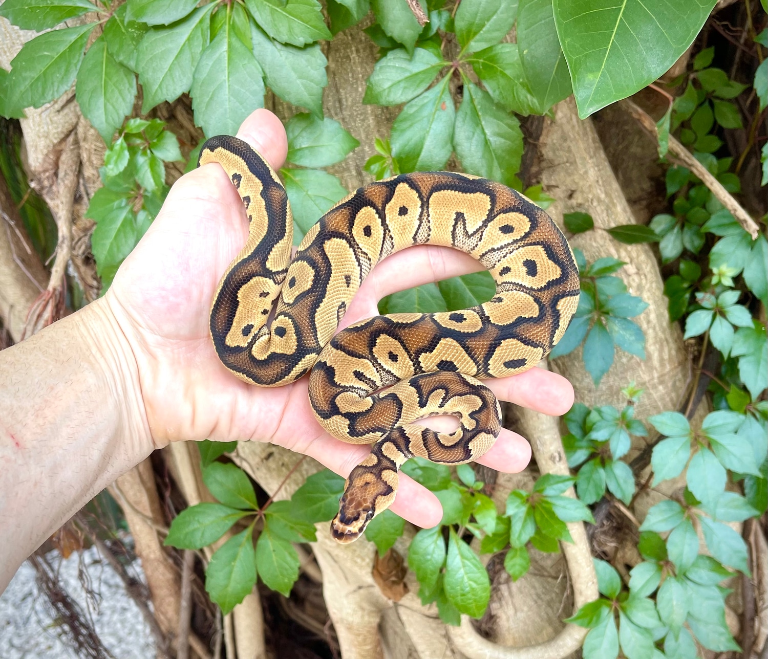 OD YB Clown Ball Python by Adam Chesla Reptiles - MorphMarket