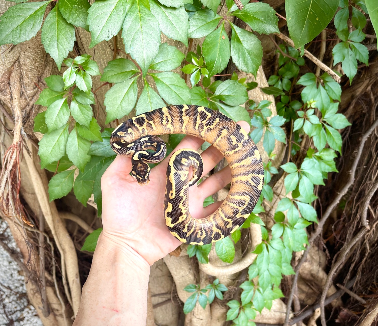 Super Gravel Leopard Ball Python By Adam Chesla Reptiles Morphmarket