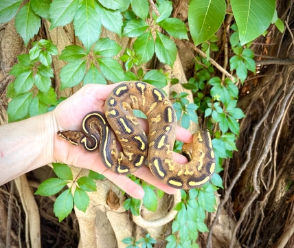 Zebra Super Pastel 66% Het Hypo Ball Python by Adam Chesla Reptiles ...