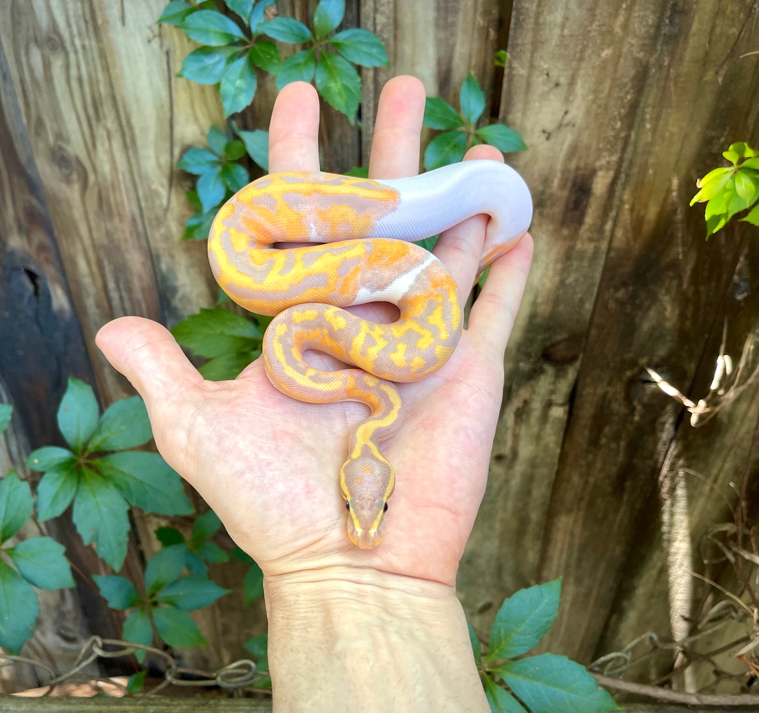 Blackhead Banana Pied Ball Python by Adam Chesla Reptiles - MorphMarket