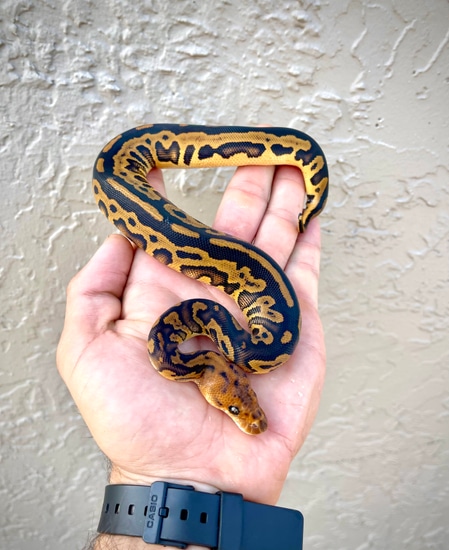 Clown Mahogany Leopard Ball Python by Adam Chesla Reptiles - MorphMarket