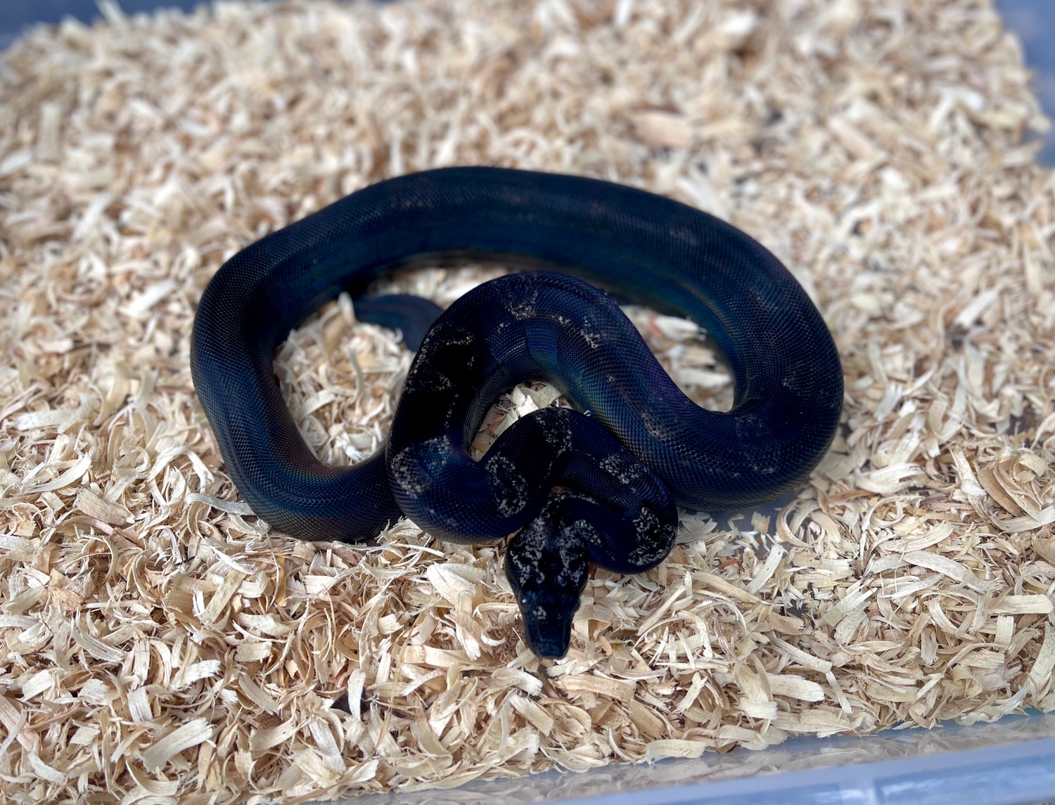 IMG Motley 100% Het Anery - Tame High Quality! Boa Constrictor by Adam ...