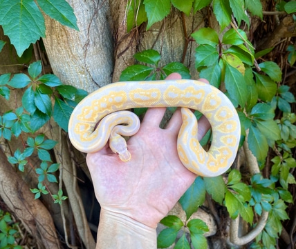 VPI Ax Spotnose Leopard Pastel Ball Python by Adam Chesla Reptiles ...