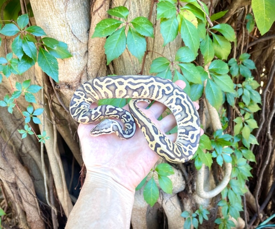 Hypo Leopard Pastel 100% Het Clown Ball Python by Adam Chesla Reptiles