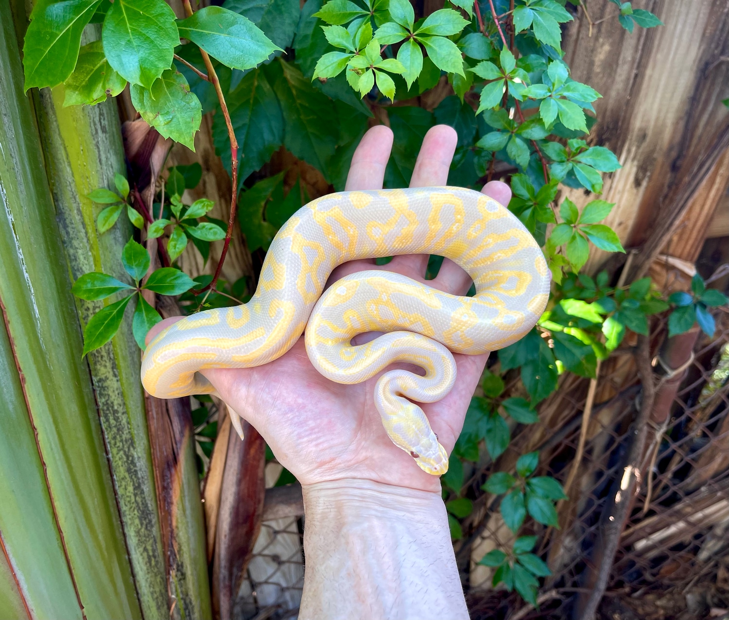 Candy Leopard Black Pastel Ball Python by Adam Chesla Reptiles ...