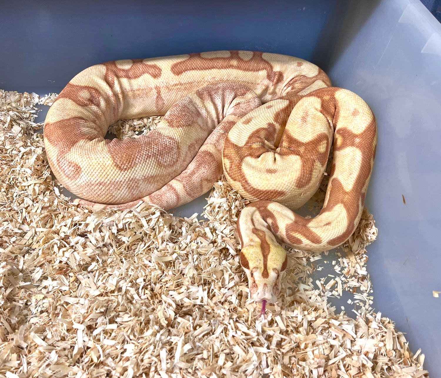 Poss Super Sunglow Jungle IMG Boa Constrictor by Adam Chesla Reptiles ...