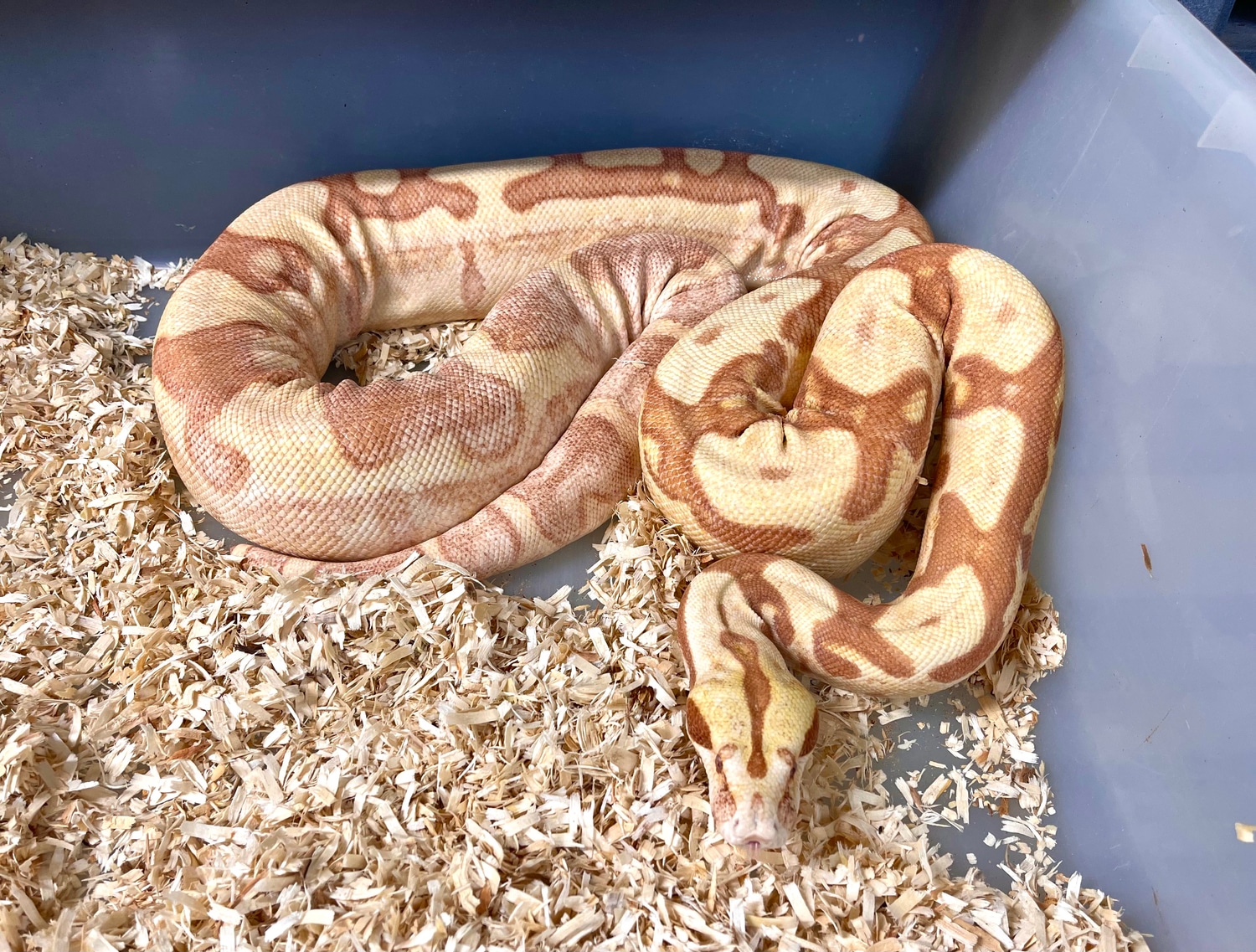 Poss Super Sunglow Jungle IMG Boa Constrictor by Adam Chesla Reptiles ...