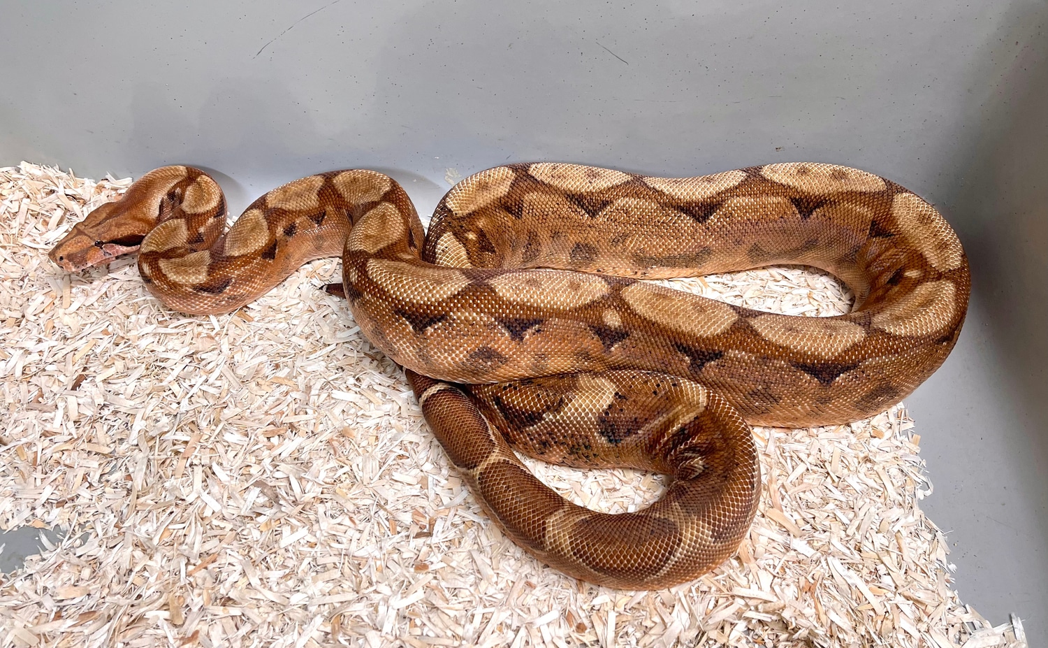 Bloody Salmon 100% Het Sun Dragon - Adult! Boa Constrictor by Adam ...