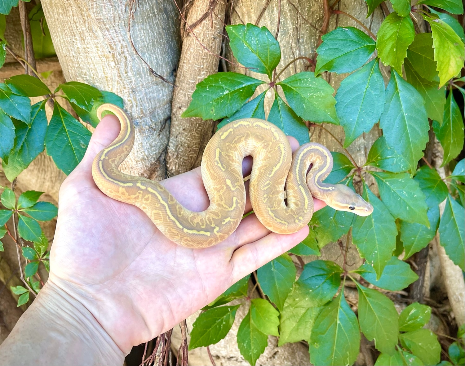 Sunset Hypo Butter Ball Python by Adam Chesla Reptiles - MorphMarket
