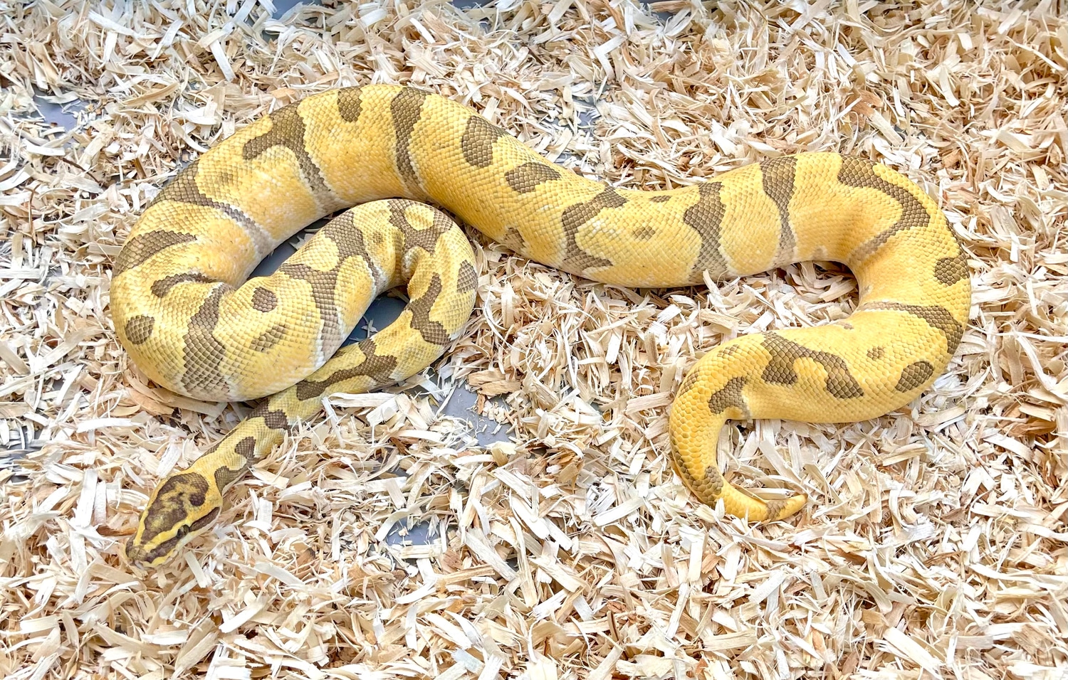 Super Enchi OD Hypo Ball Python by Adam Chesla Reptiles - MorphMarket