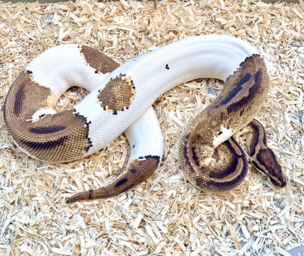 Pastel Candino Leopard Ball Python by Adam Chesla Reptiles - MorphMarket