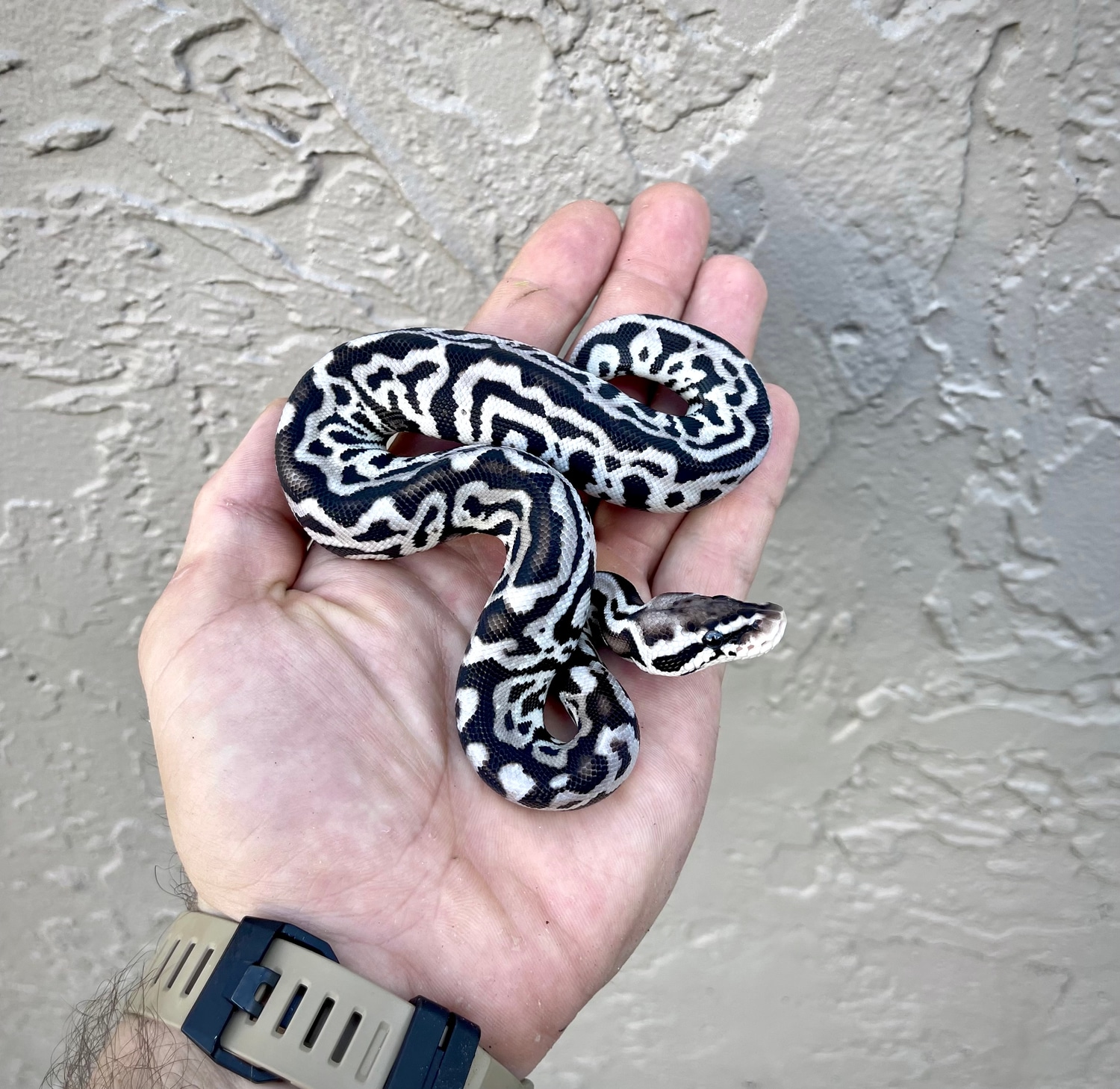VPI Ax Spotnose Leopard Pastel Ball Python by Adam Chesla Reptiles ...