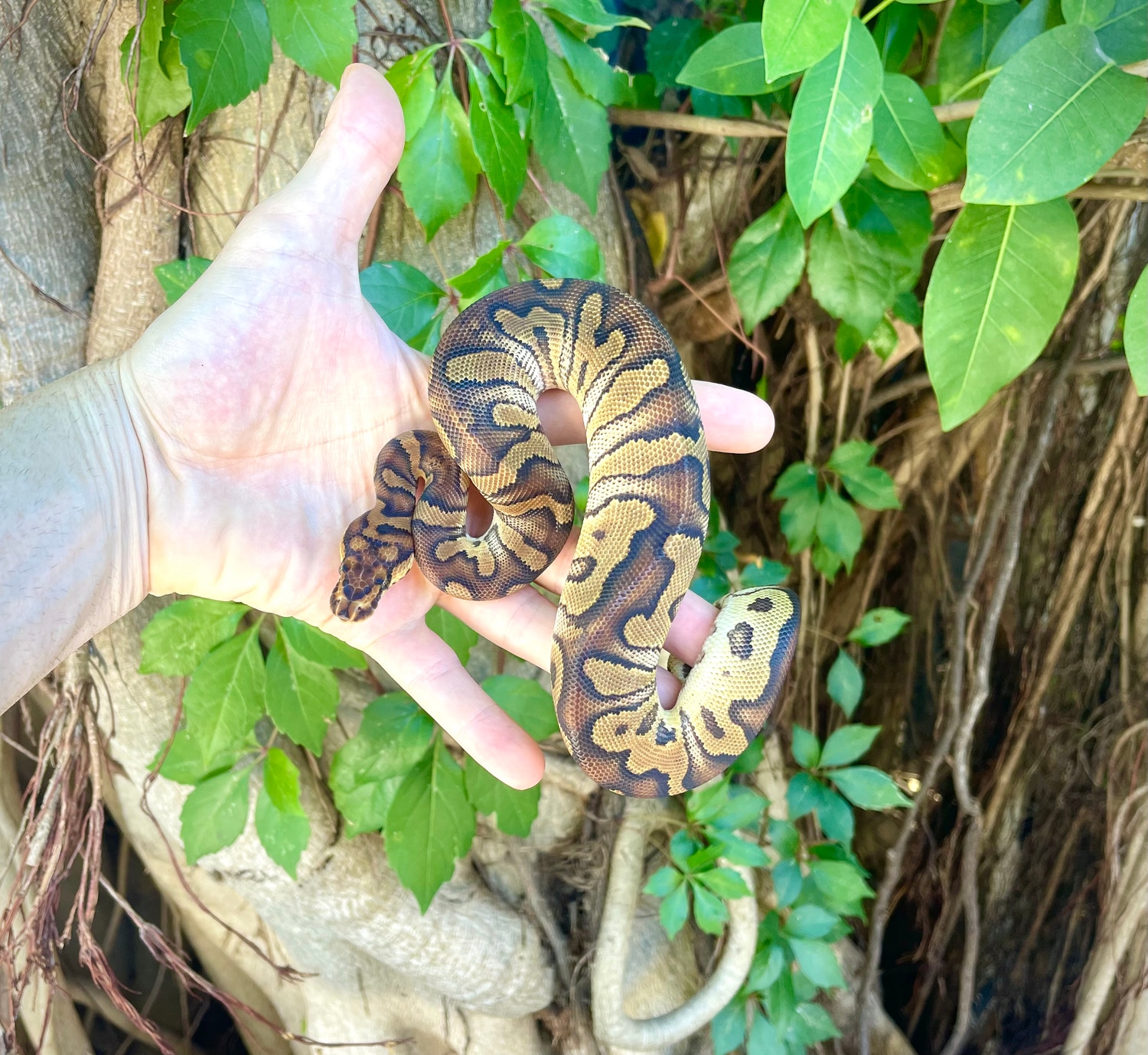 Stranger Enchi Clown Ball Python by Adam Chesla Reptiles - MorphMarket