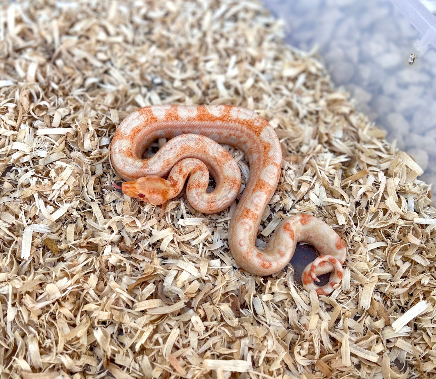 Leopard Sharp Albino Boa Constrictor by Adam Chesla Reptiles - MorphMarket