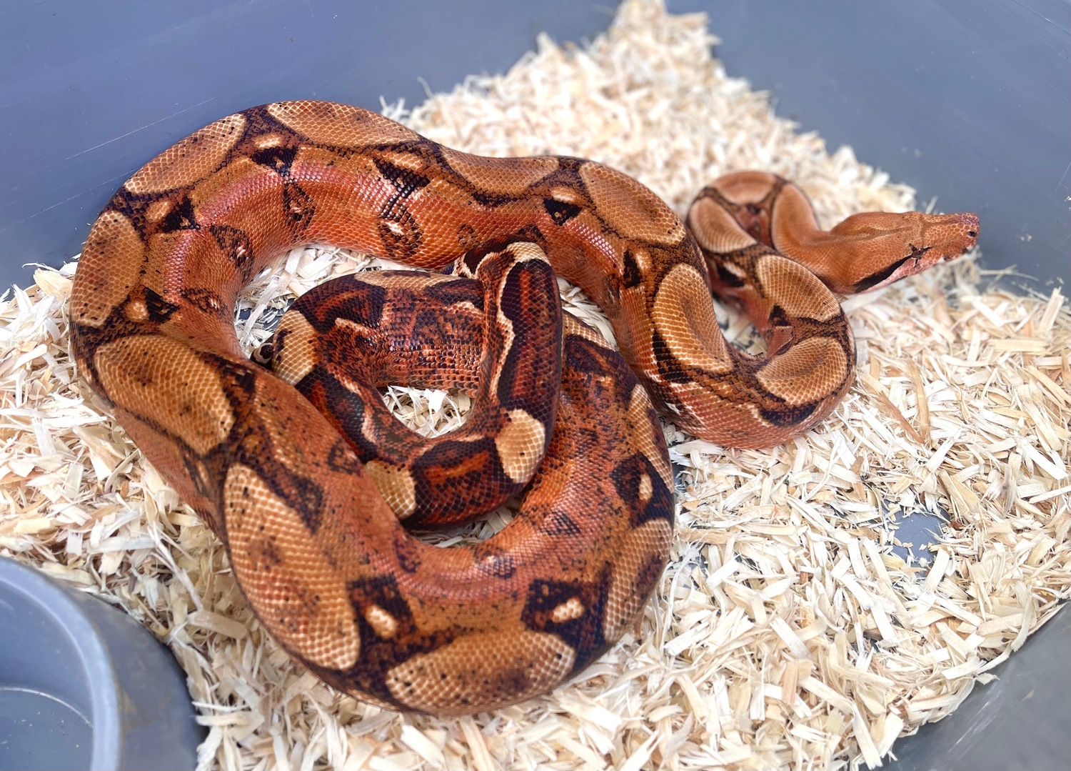 Blood 66% Het Red Dragon Boa Constrictor by Adam Chesla Reptiles ...