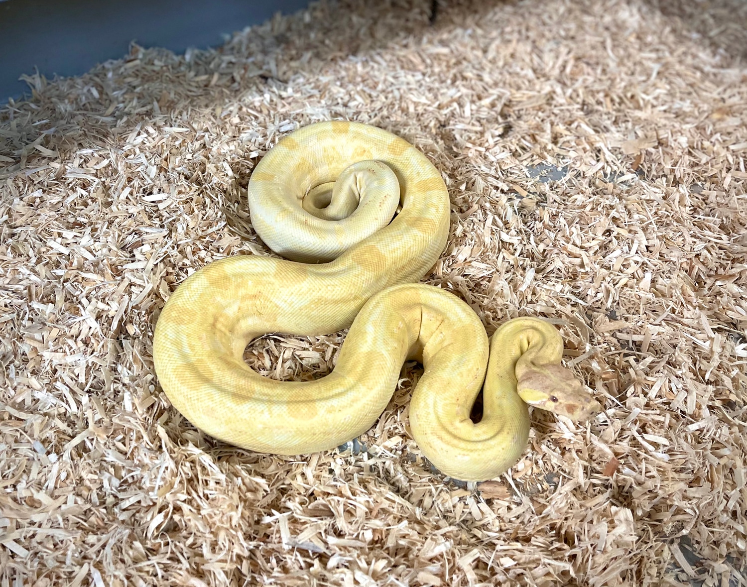 Albino Aztec 100% Het Snow Boa Constrictor by Adam Chesla Reptiles ...