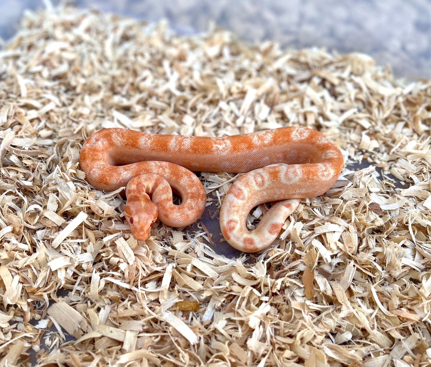Sharp Sunglow Leopard Boa Constrictor by Adam Chesla Reptiles - MorphMarket